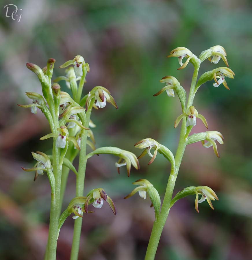Plant in de kijker : Corallorrhiza trifida – S.E.M.O. vzw : Studiegroep ...
